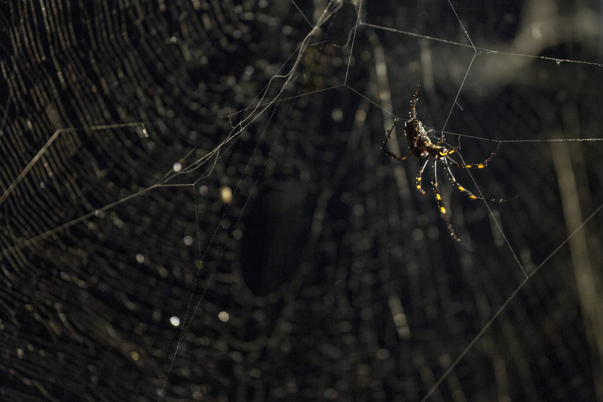 How to hear the universe in a spider/web: A live concert for/by ...